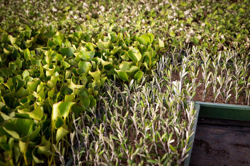 Practical Earthkeeping: The Benefits of Native Plants